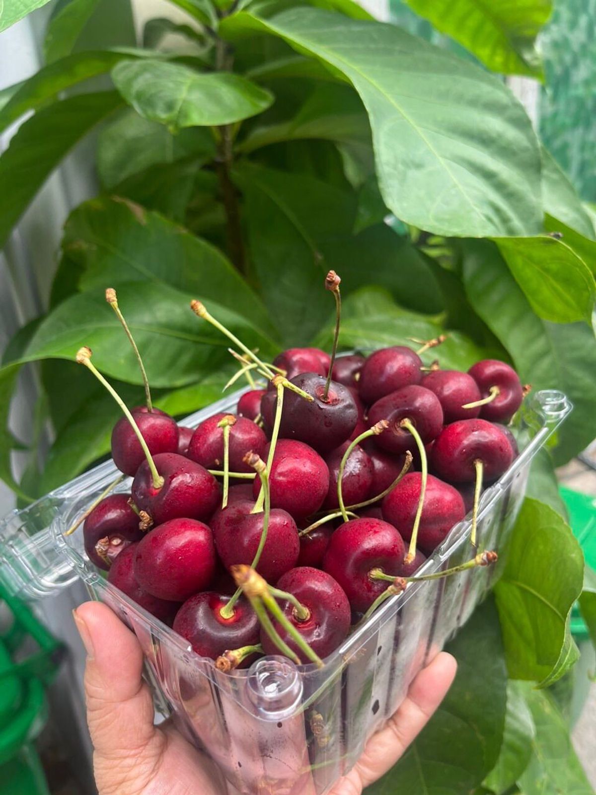 CHERRY SIÊU NGON ĐÂY giá sỉ, giá bán buôn - Thị Trường Sỉ