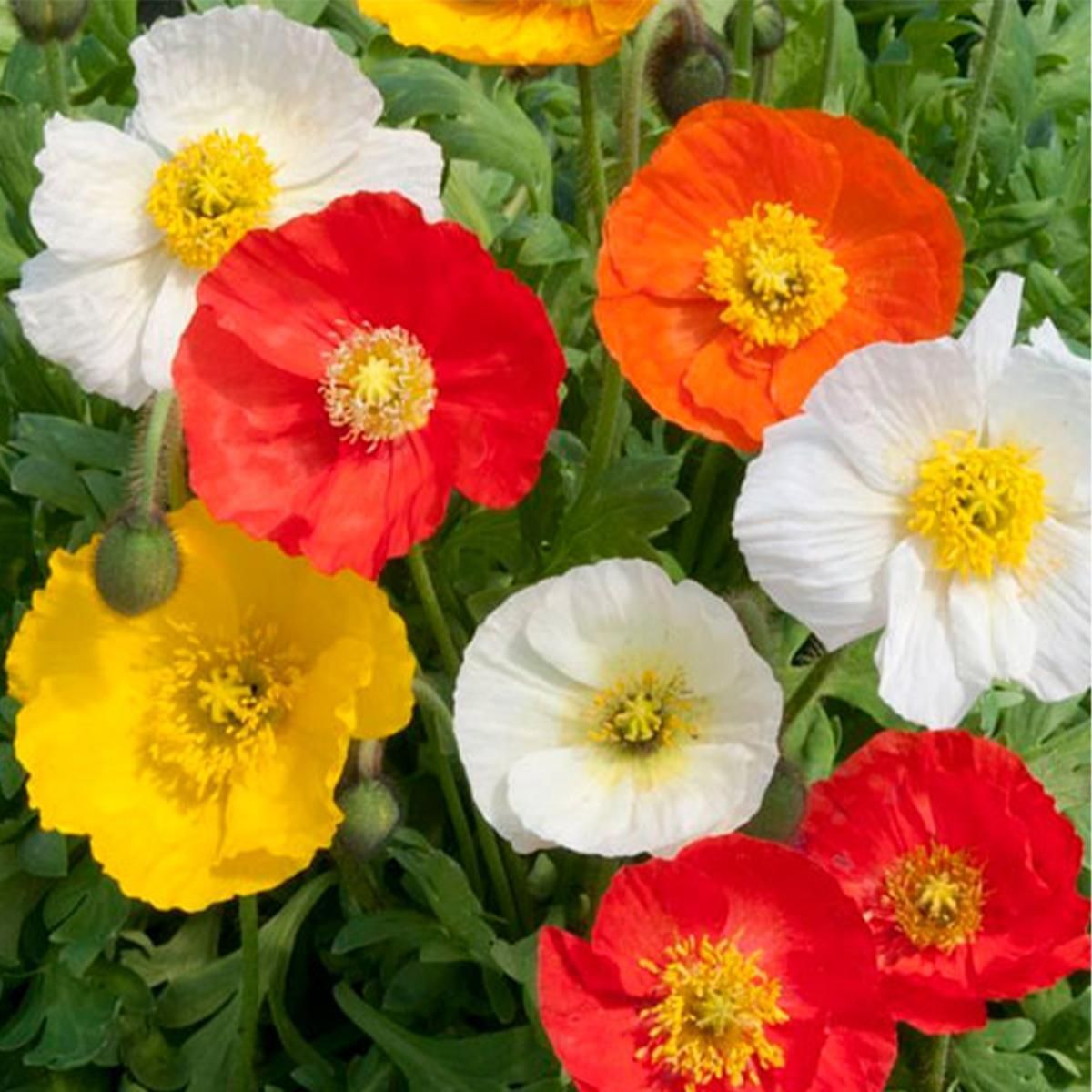 Hạt Giống Hoa Kim Anh (Hoa Poppy) Mix Màu: 1000 HẠT/BAO giá sỉ, giá bán ...
