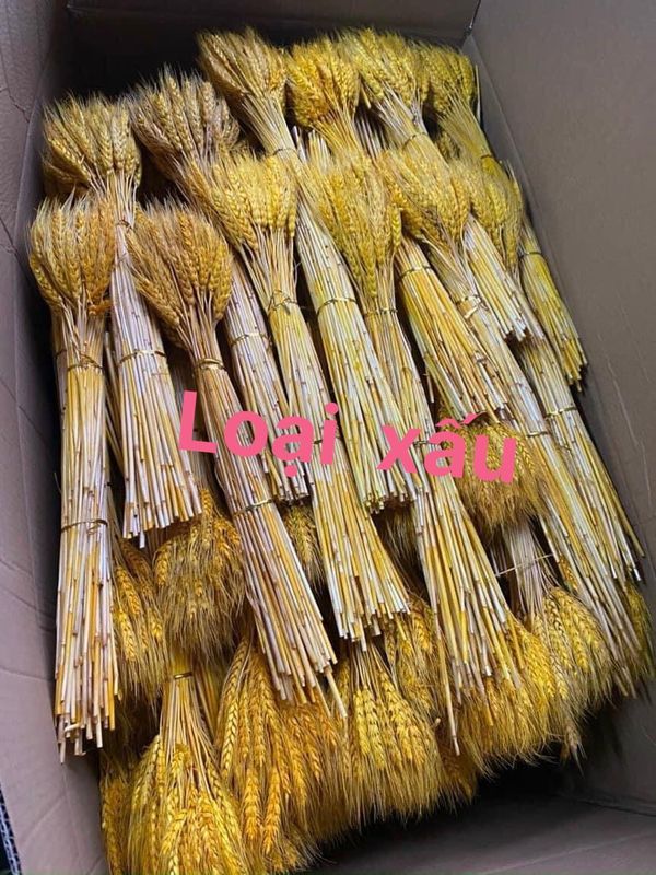 Bông lúa mạch giá sỉ, giá bán buôn - Thị Trường Sỉ