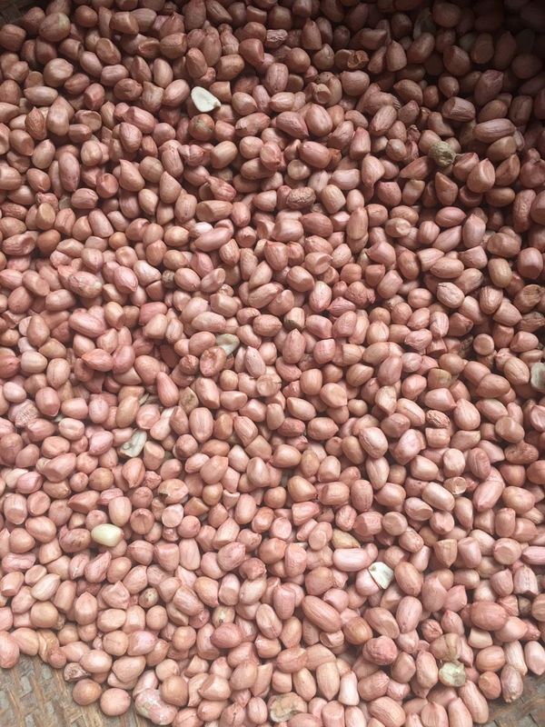 ĐẬU PHỘNG NHÂN HẠT , LẠC NHÂN (hàng Việt Nam) giá sỉ, giá bán buôn ...