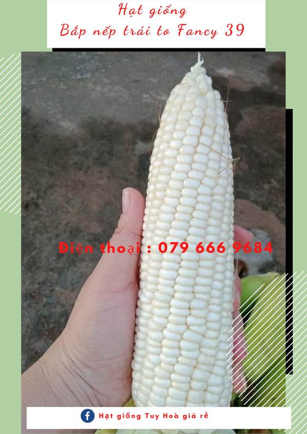 Hạt giống ngô nếp lai Thái Lan Fancy 39 giá sỉ, giá bán buôn - Thị ...