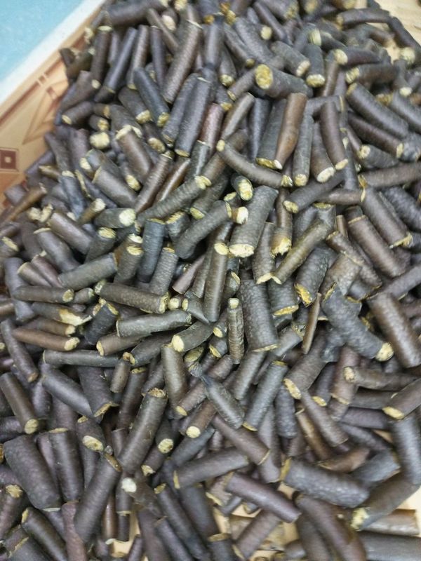 Tảo ống Chile, rong biển Chi Lê, rong biển ống, tảo ống khúc to nhỏ các ...