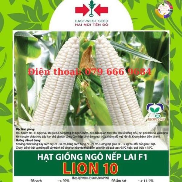 Hạt giống bắp nếp lai Lion 10 giá sỉ, giá bán buôn - Thị Trường Sỉ